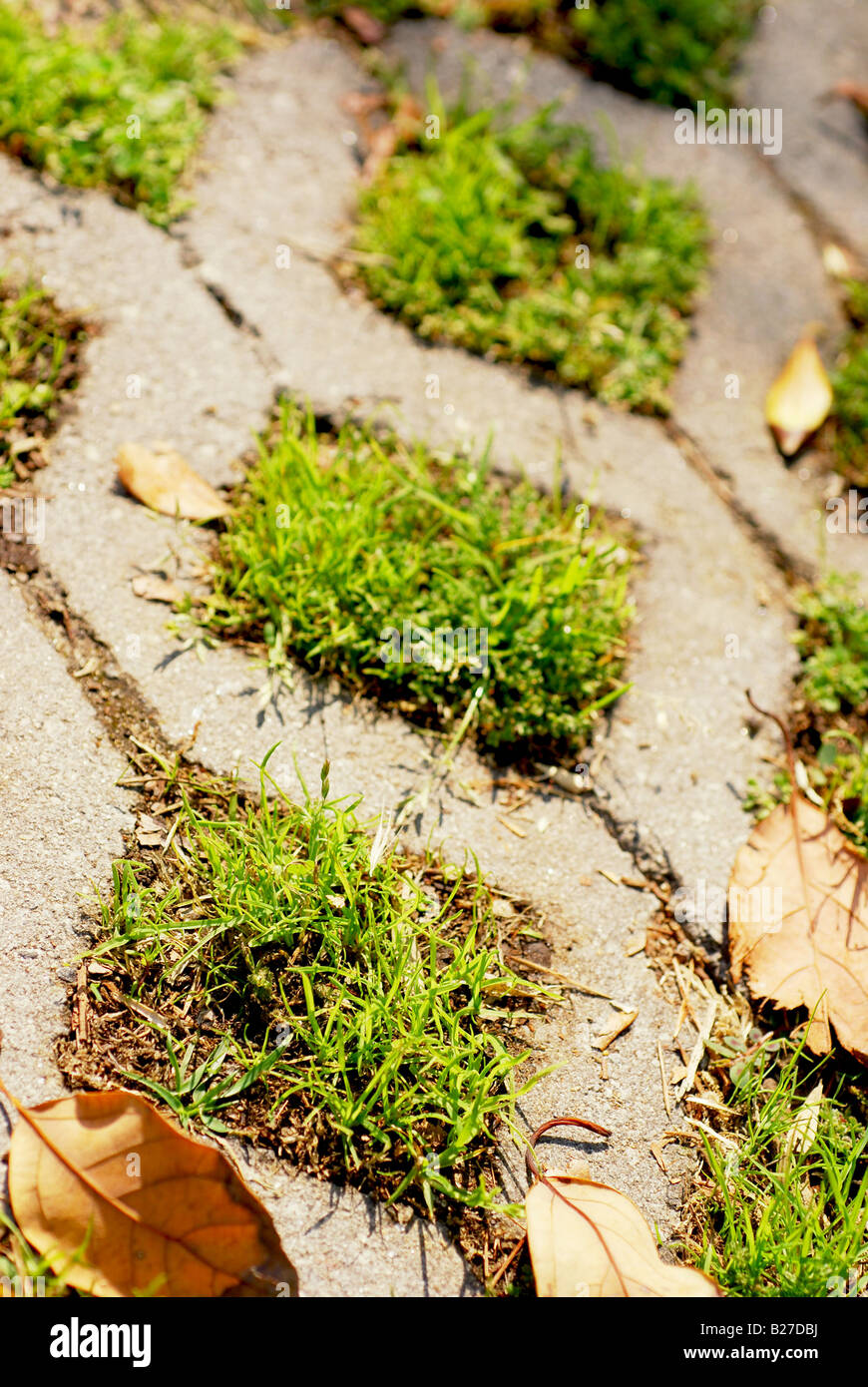 Turf stone used to pave a residential driveway Stock Photo - Alamy