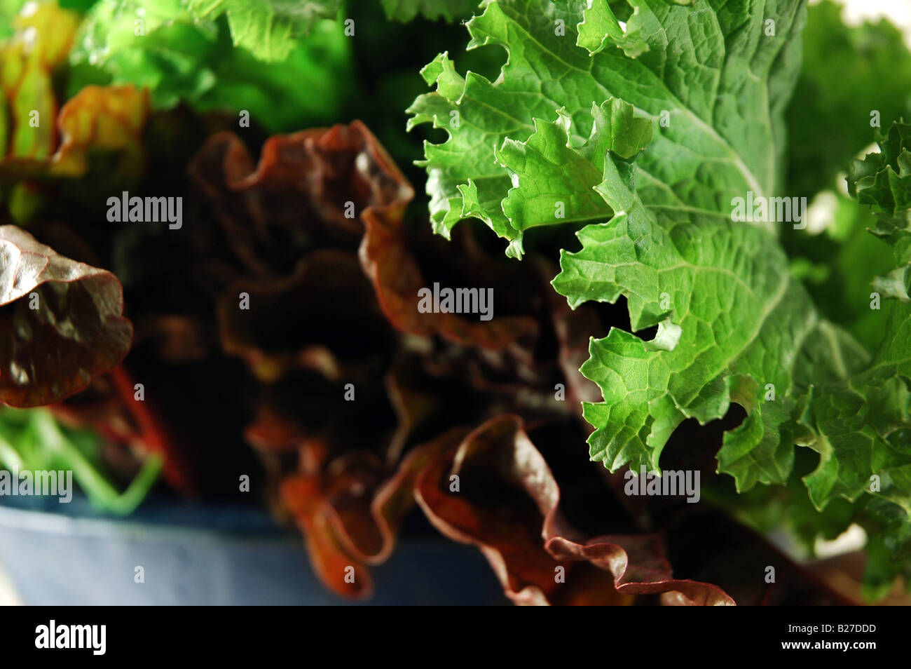 Mustard greens and red chard picked fresh from the garden Stock Photo ...