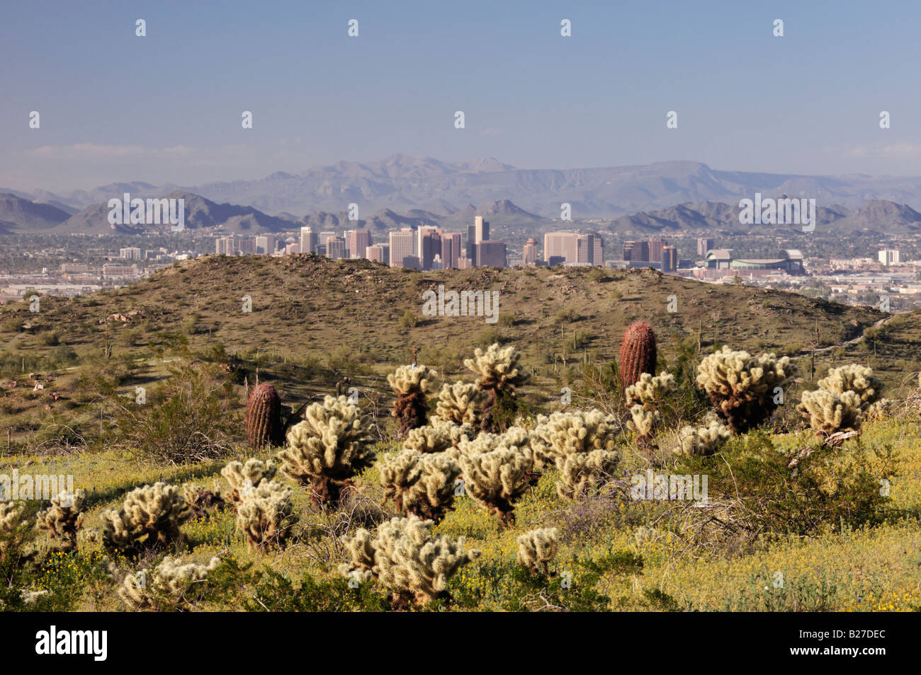 City of Phoenix and Desert in bloom with Cholla Cactus Opuntia ...