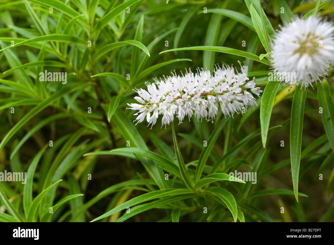 White spiky flowers against a grass background Stock Photo - Alamy