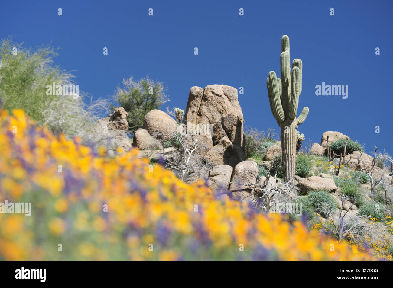 Desert in bloom with Mexican Gold Poppy Desert Lupine Saguaro Cactus ...