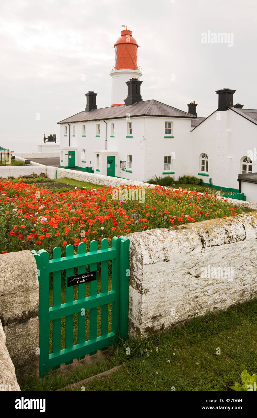 UK Tyne and Wear Sunderland poppies growing in garden of Souter ...