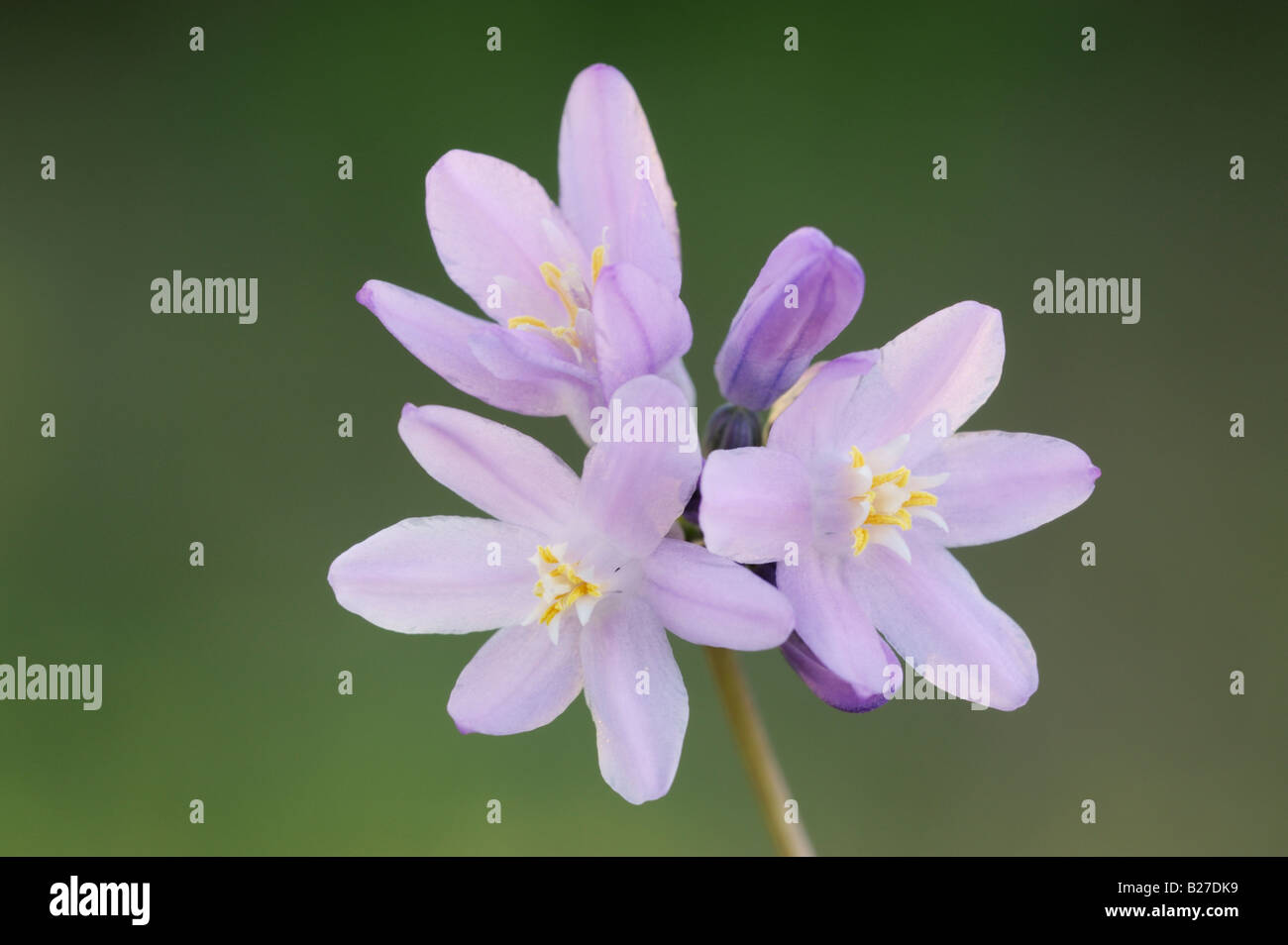 Wild flowers on mountains Cut Out Stock Images & Pictures - Alamy