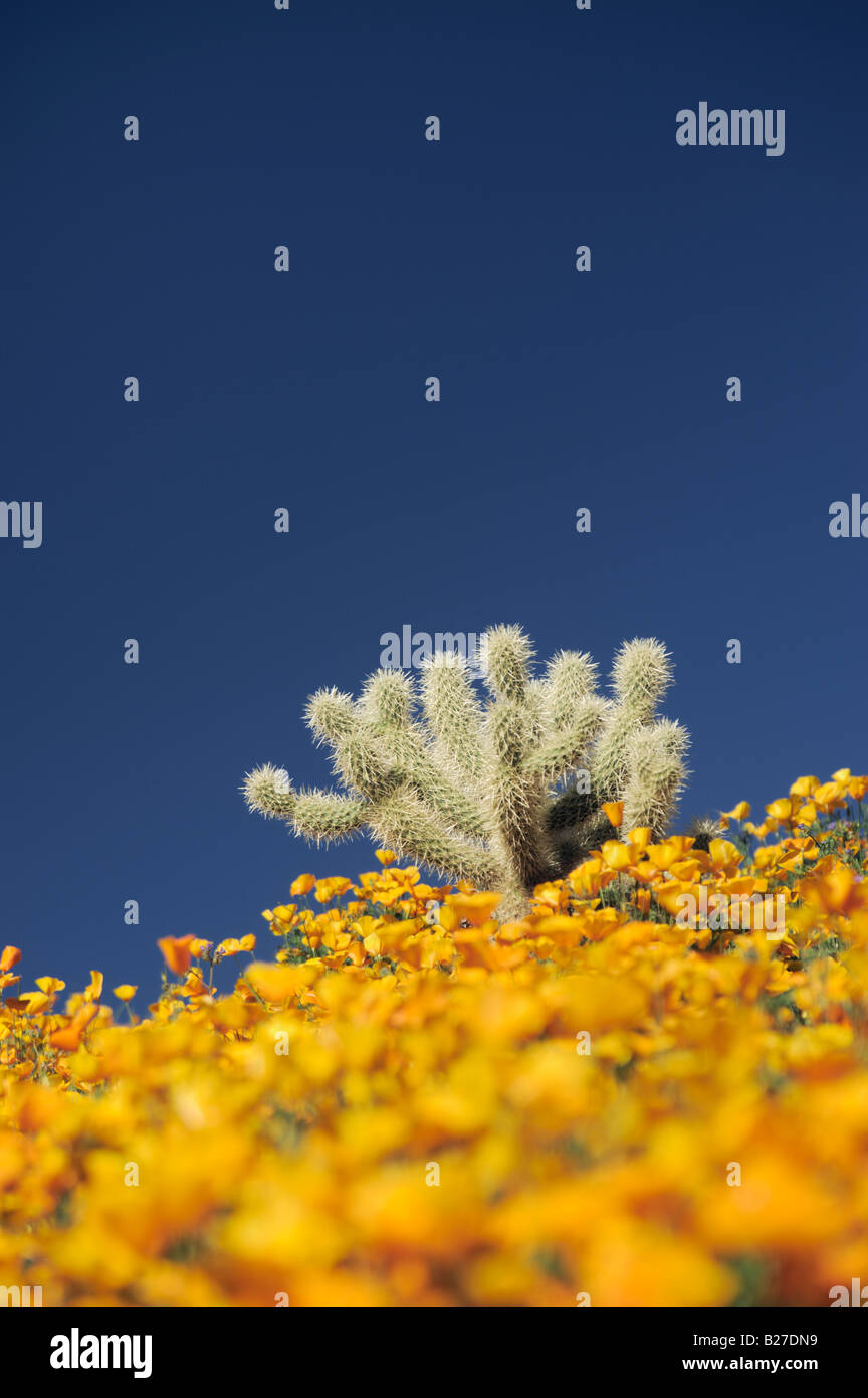 Teddy Bear Cholla Cactus in field of Mexican Gold Poppy Tonto National ...
