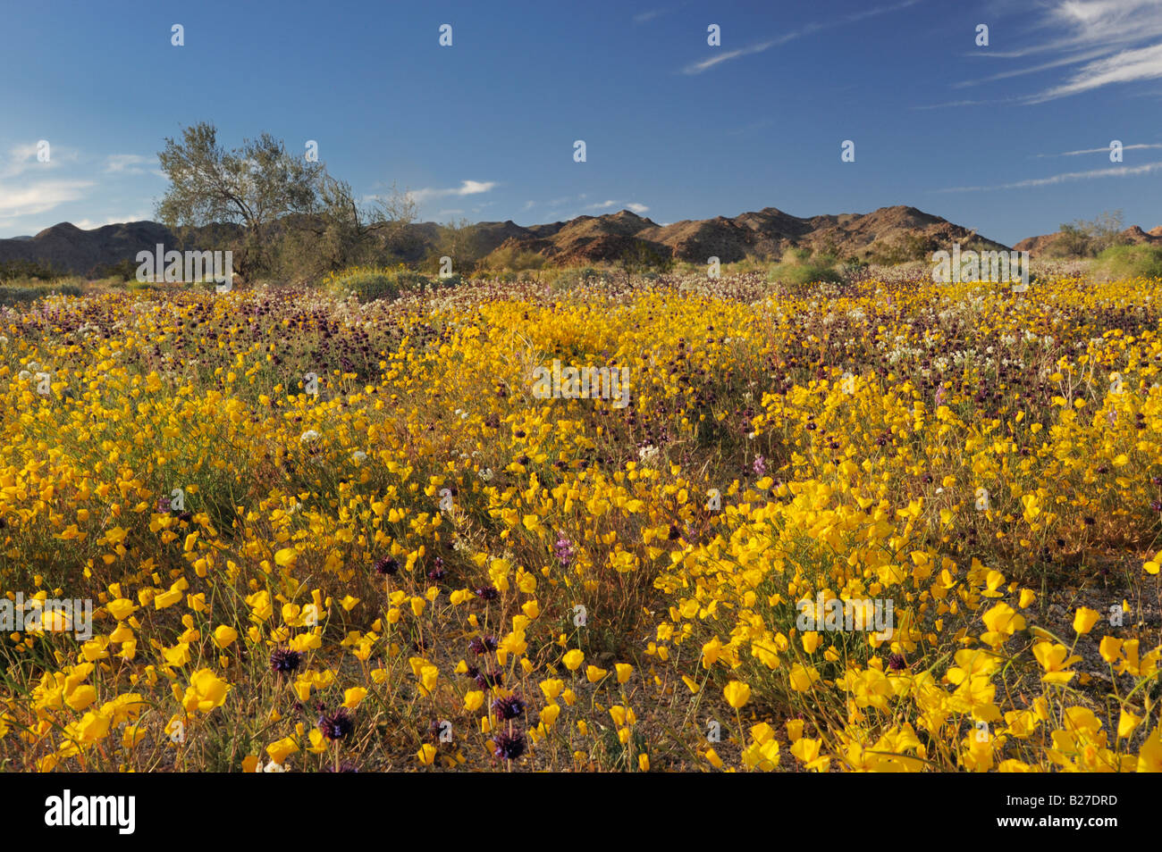 Parish's Gold Poppy Chia Brown eyed Primrose Joshua Tree National Park ...