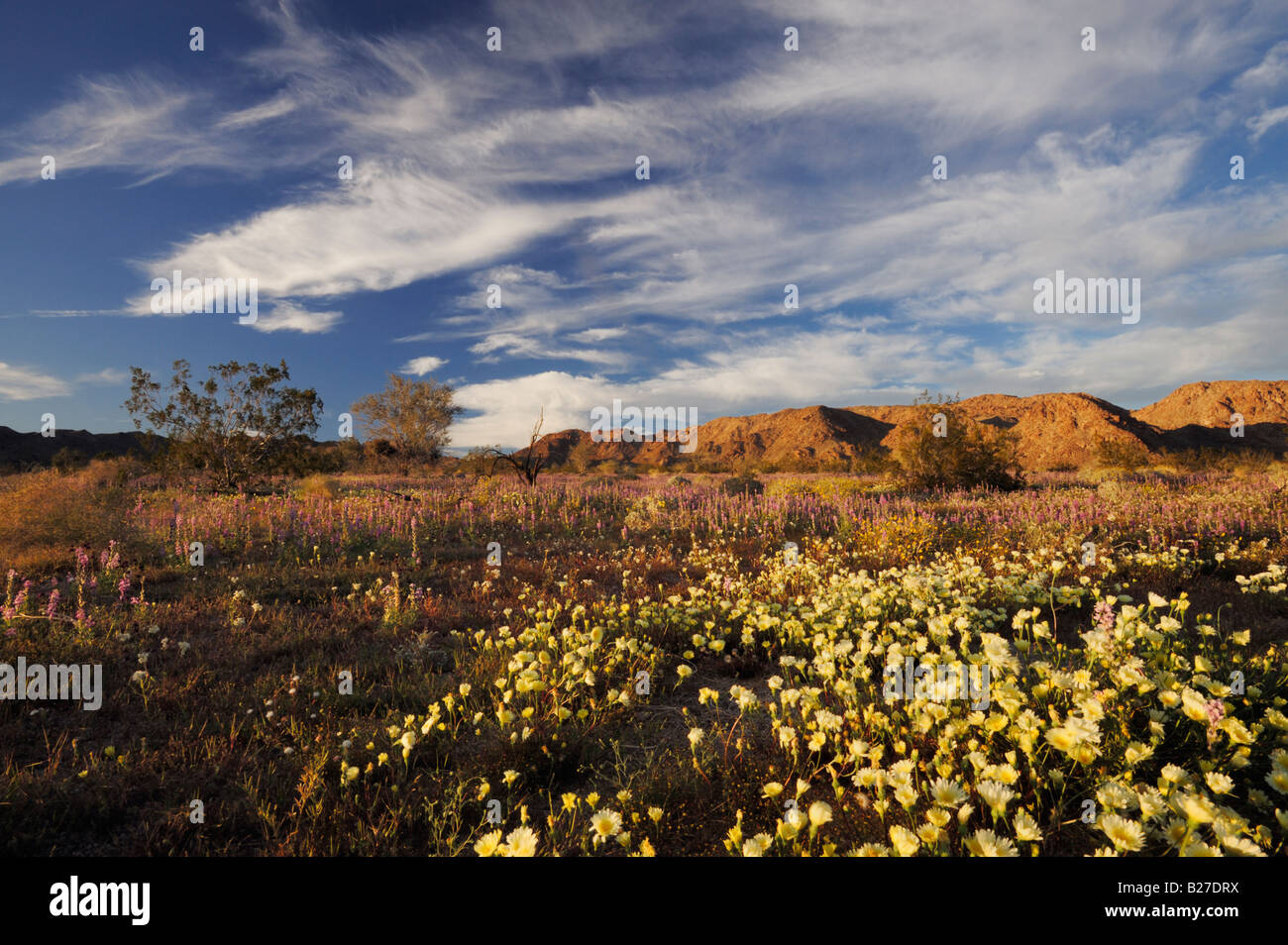 Desert in bloom with Desert Dandelion Arizona lupine Joshua Tree ...