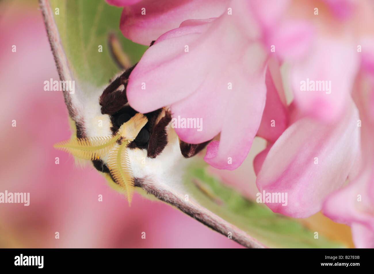 Luna Moth Actias luna adult resting on Easter Hyacinth Hyacinthus s New ...