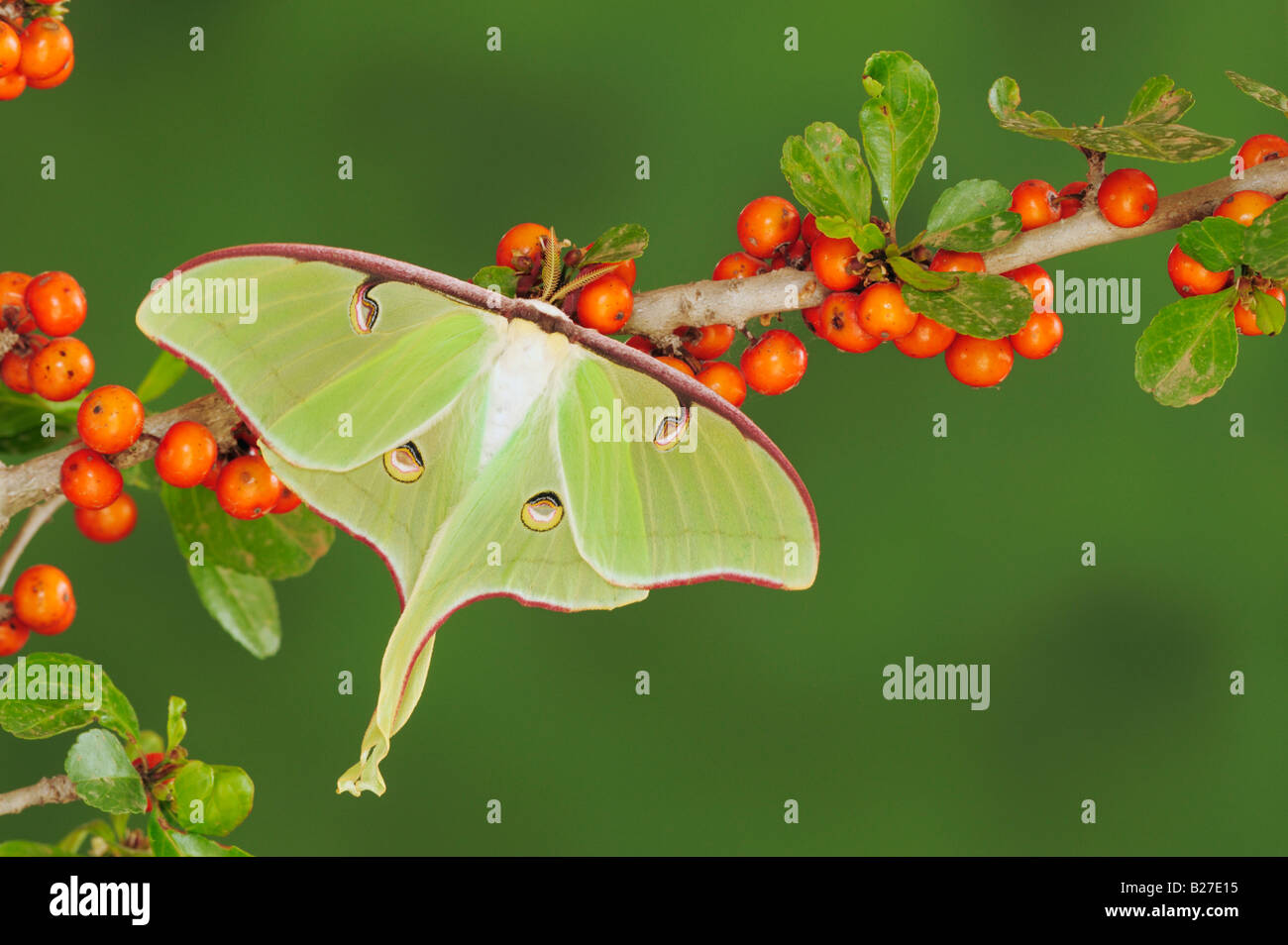 Luna Moth Actias luna adult on possumhaw Ilex decidua New Braunfels ...