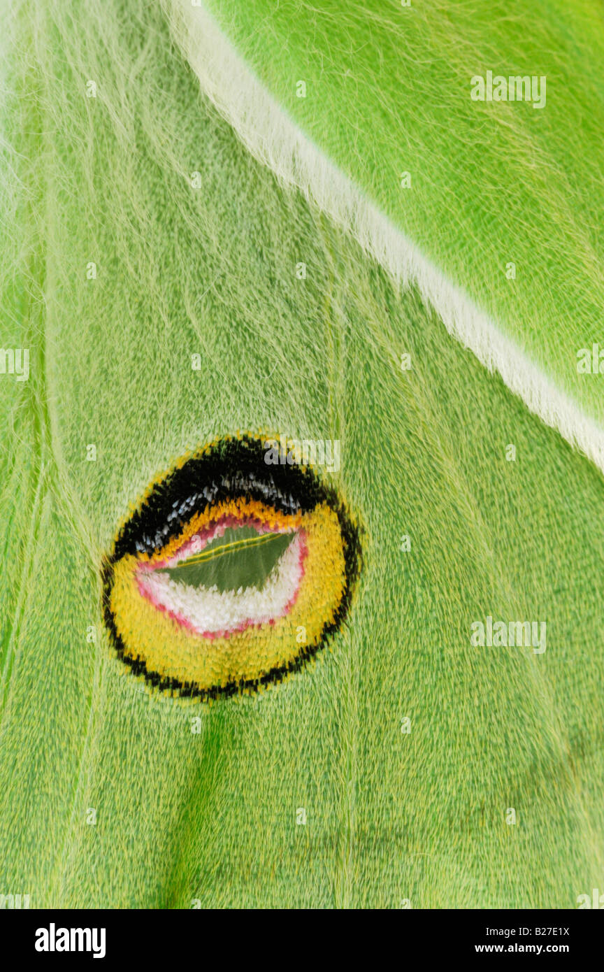 Eyespots on moth hi-res stock photography and images - Alamy