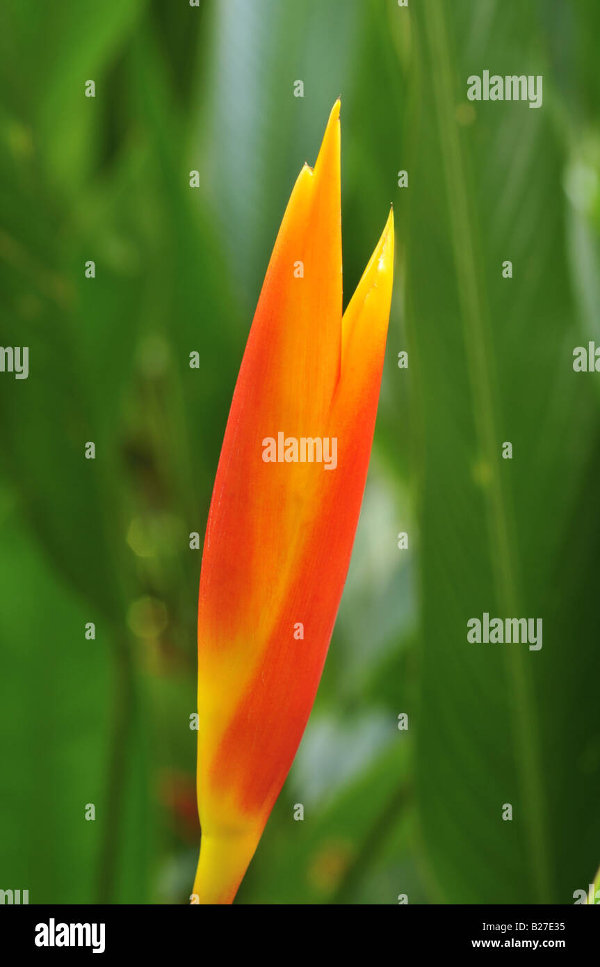 Heliconia psittacorum Parakeet flower Stock Photo - Alamy