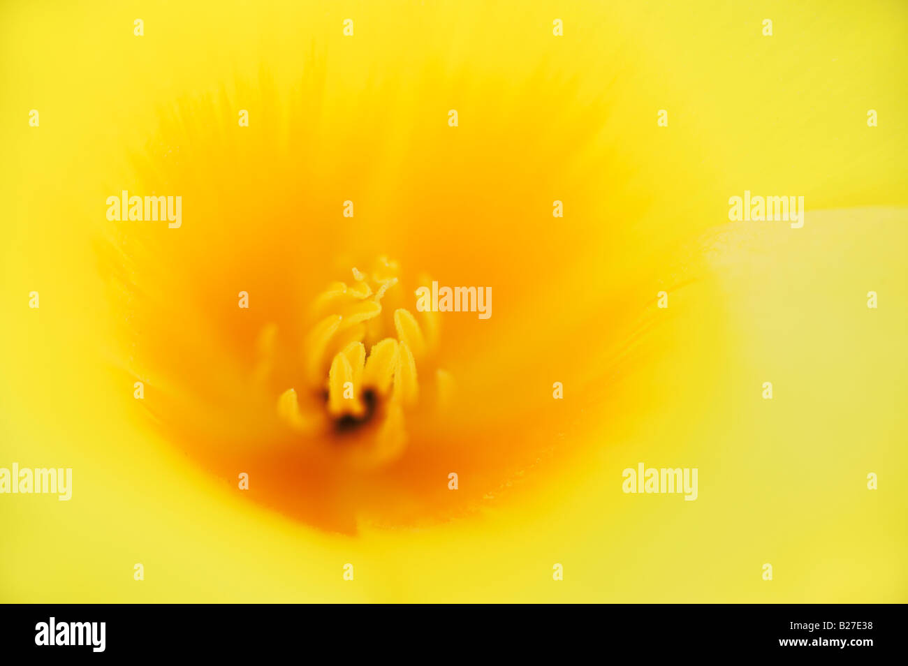 Mexican gold poppy blossoms hi-res stock photography and images - Alamy