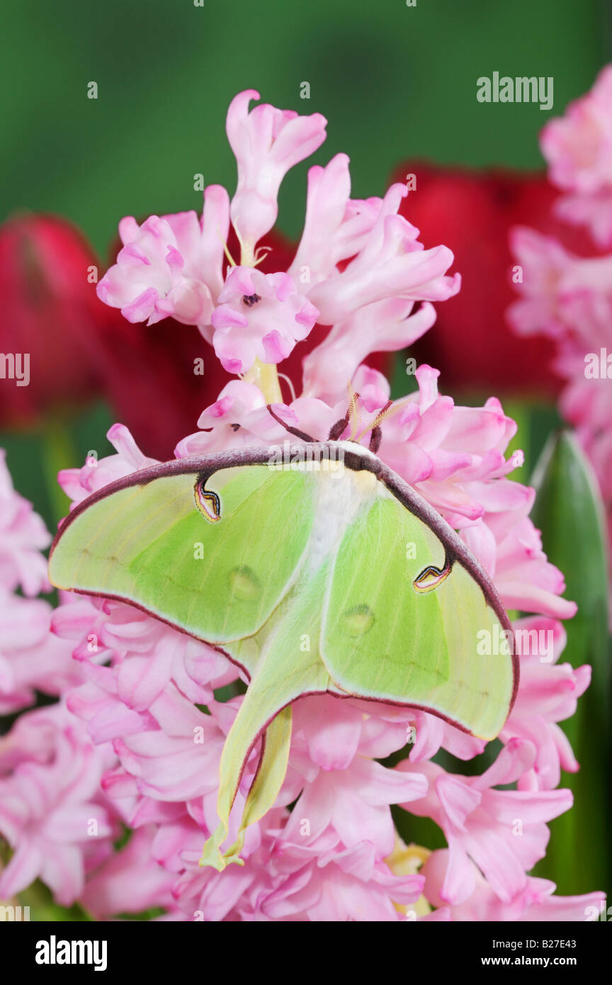 Luna Moth Actias luna adult resting on Easter Hyacinth Hyacinthus s New ...