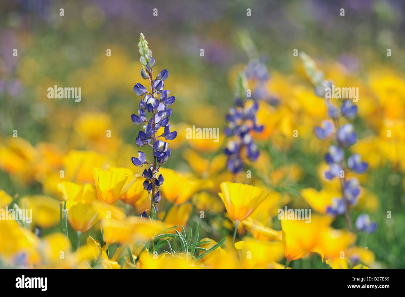 Desert Lupine in field of Mexican Gold Poppy blooming Organ Pipe Cactus ...