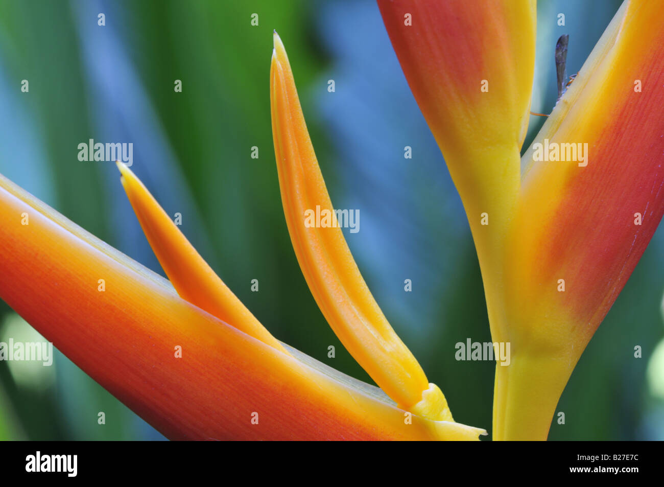 Heliconia psittacorum Parakeet flower Stock Photo - Alamy