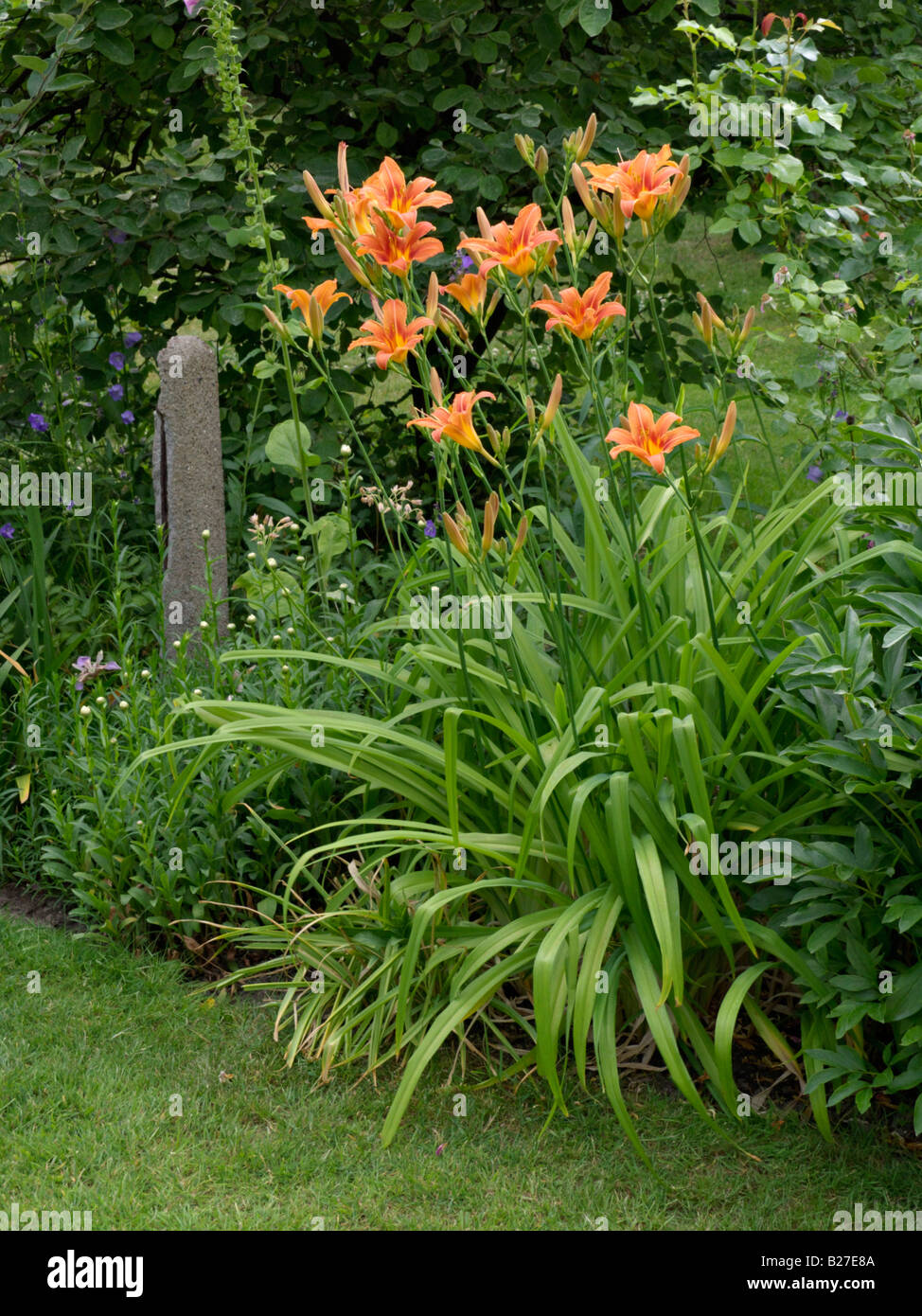 Day lily (Hemerocallis fulva Stock Photo - Alamy