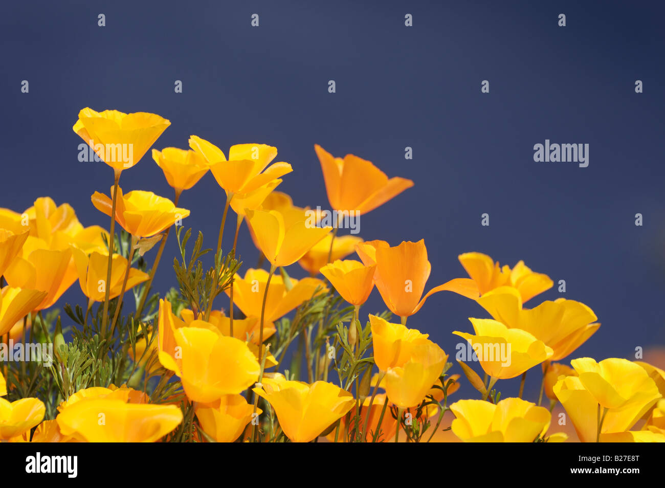 Mexican gold poppy blossoms hi-res stock photography and images - Alamy