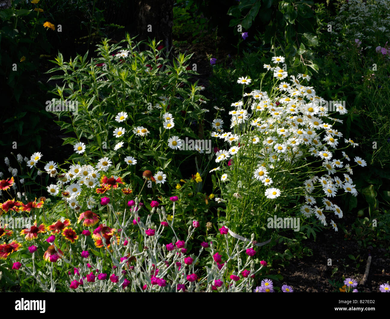 Giant daisy (Leucanthemum maximum Stock Photo - Alamy