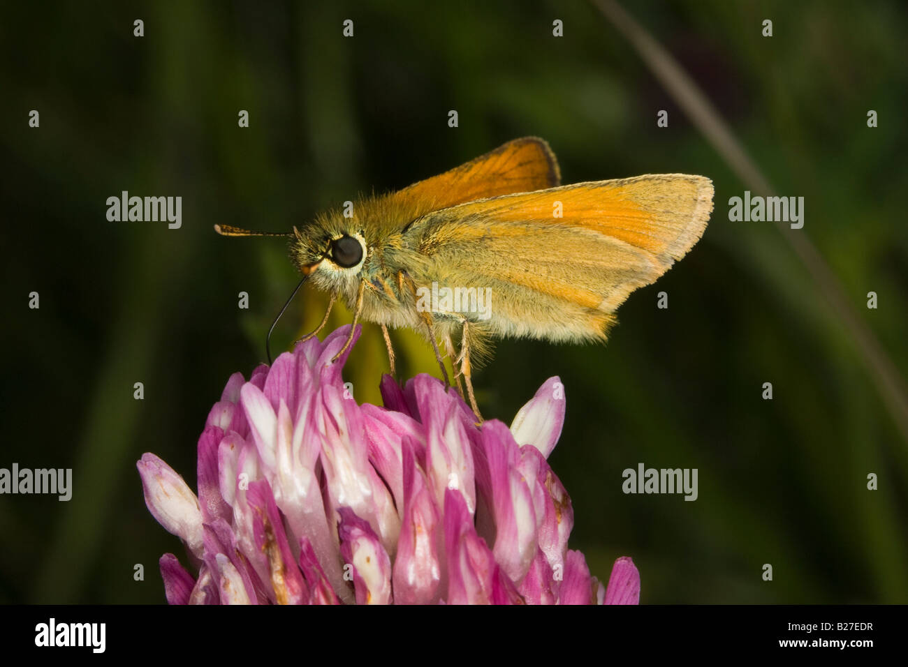 Small skipper hi-res stock photography and images - Alamy