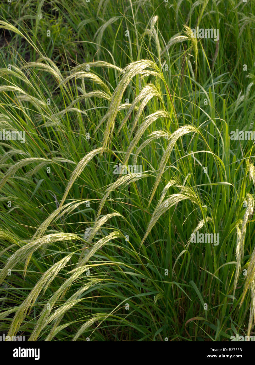 Feather grass (Stipa calamagrostis syn. Achnatherum calamagrostis Stock ...