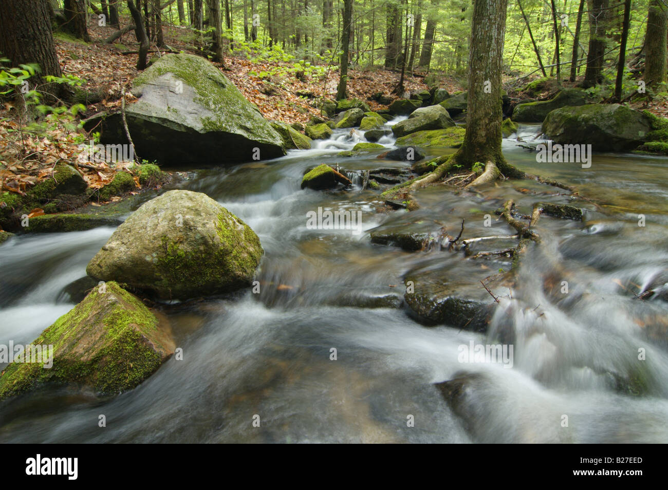 A pure mountain stream flows around a tree whose roots reach in all ...