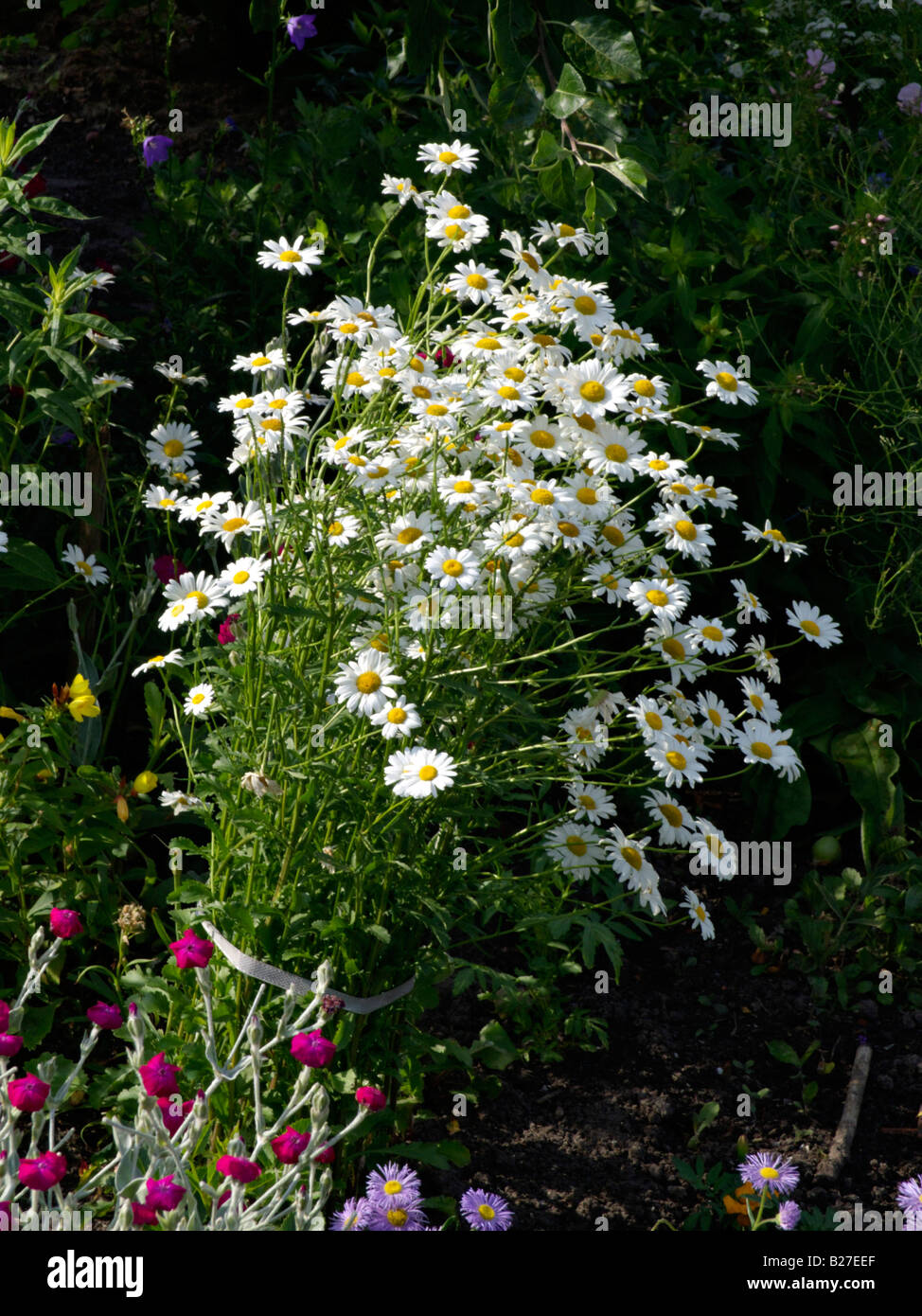 Giant daisy (Leucanthemum maximum Stock Photo - Alamy