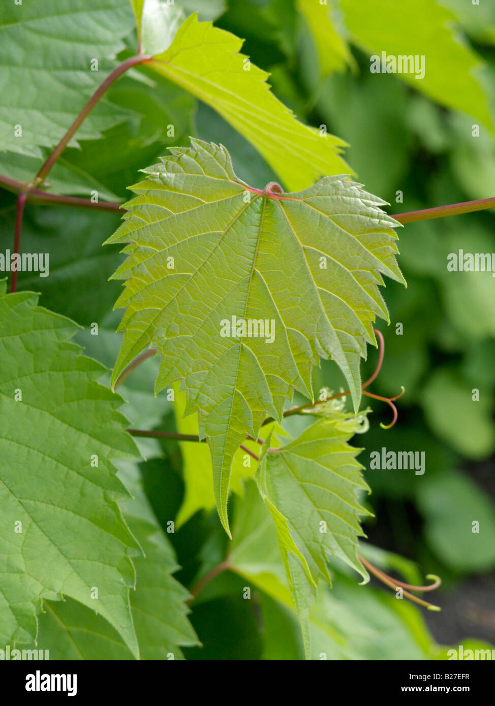 Vitis grapevines hi-res stock photography and images - Alamy