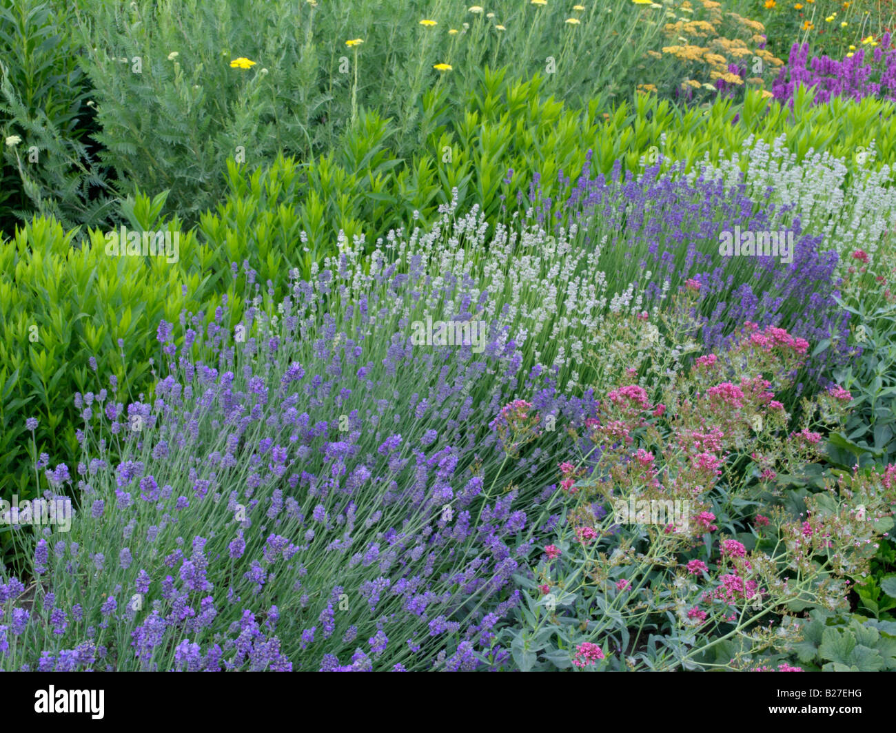 Common lavender (Lavandula angustifolia 'Munstead' and Lavandula ...