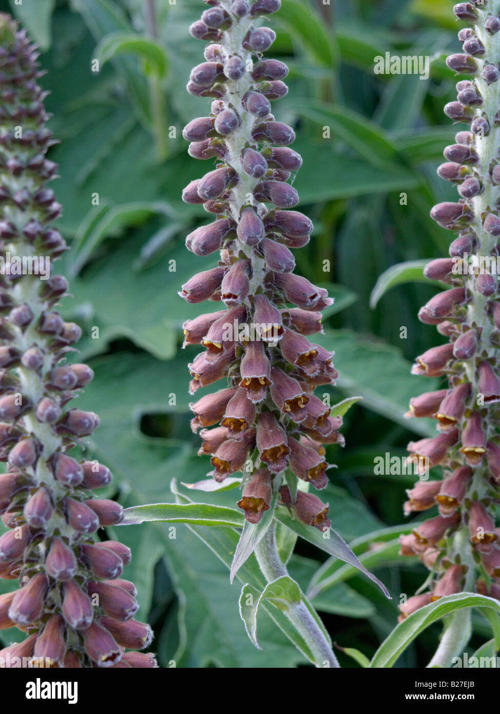 Small-flowered foxglove (Digitalis parviflora Stock Photo - Alamy