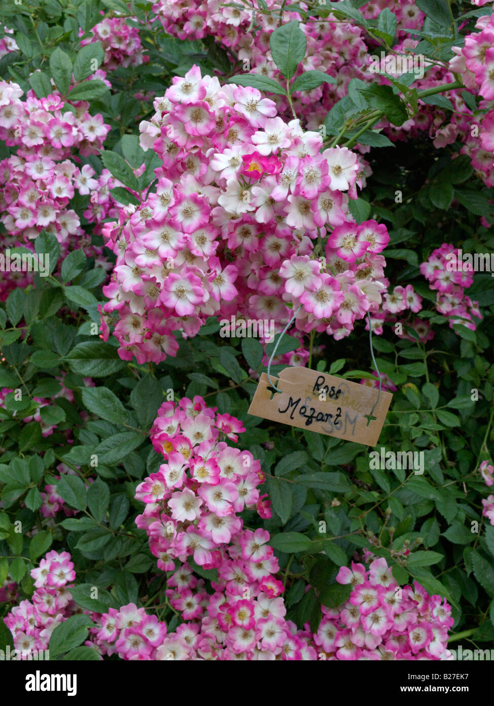 Rose rosa mozart hi-res stock photography and images - Alamy