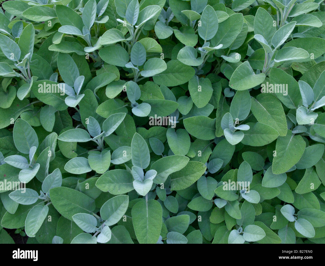 Common sage (Salvia officinalis 'Berggarten' Stock Photo - Alamy