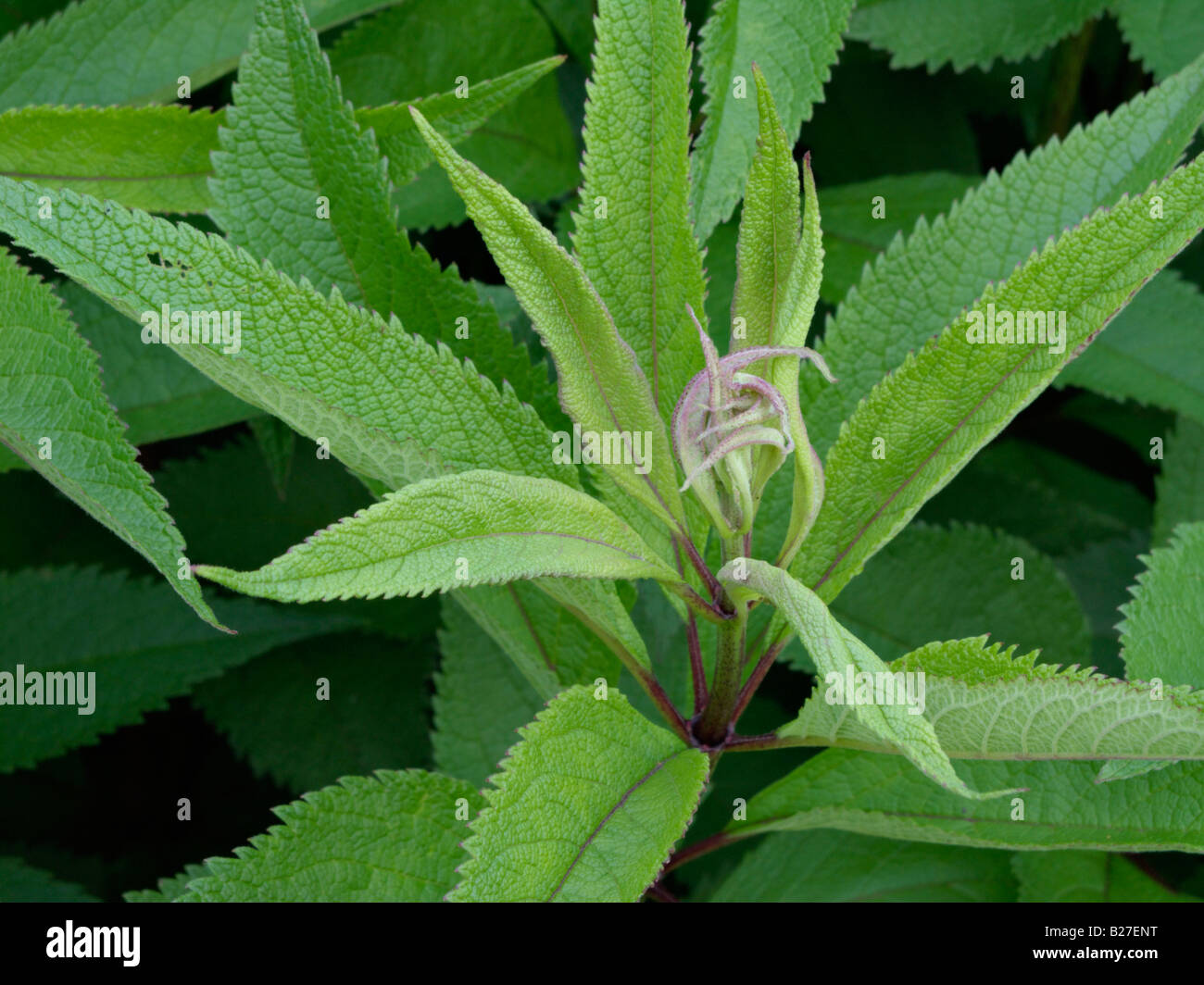 Eupatorium Maculatum Leaves