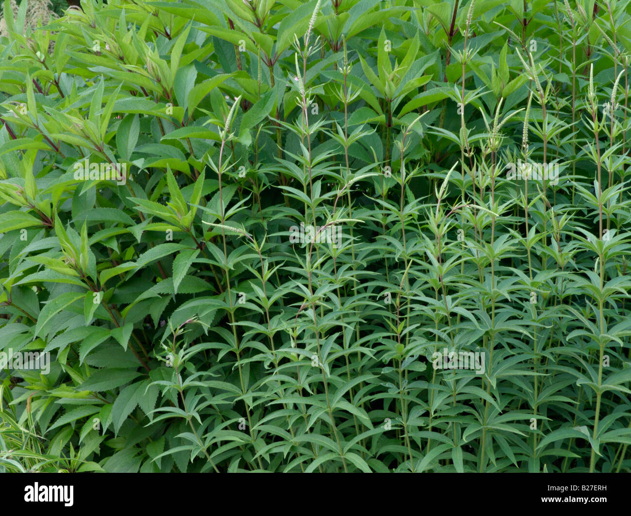 Black root (Veronicastrum virginicum syn. Veronica virginica) and sweet ...