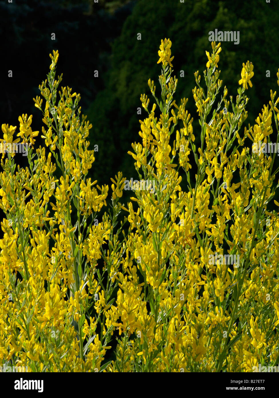 Genista plant hi-res stock photography and images - Alamy