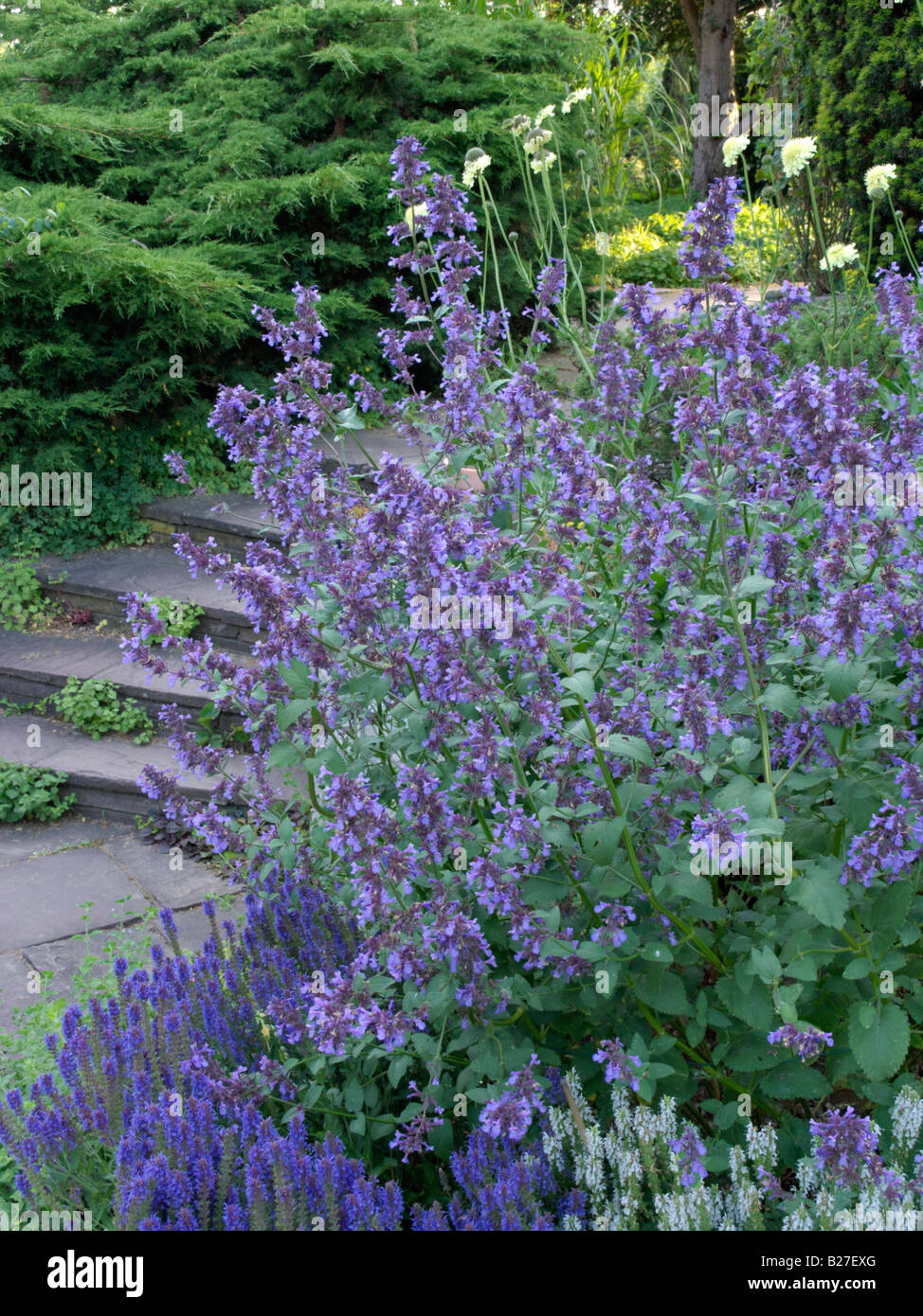 Catmint (Nepeta grandiflora 'Wild Cat' Stock Photo - Alamy