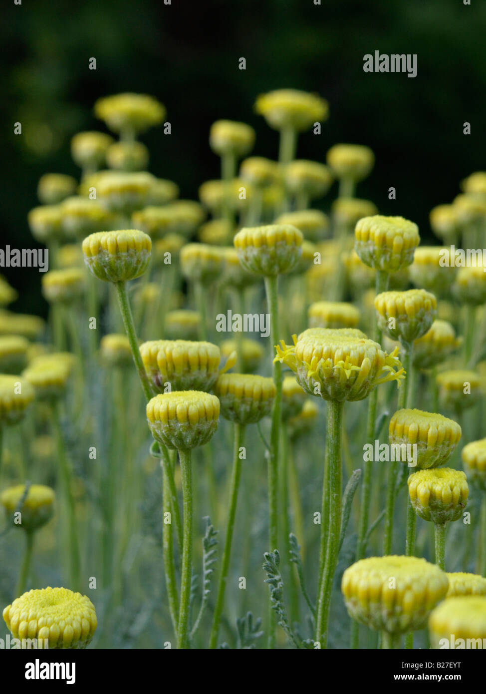 Santolina chamaecyparissus hi-res stock photography and images - Alamy