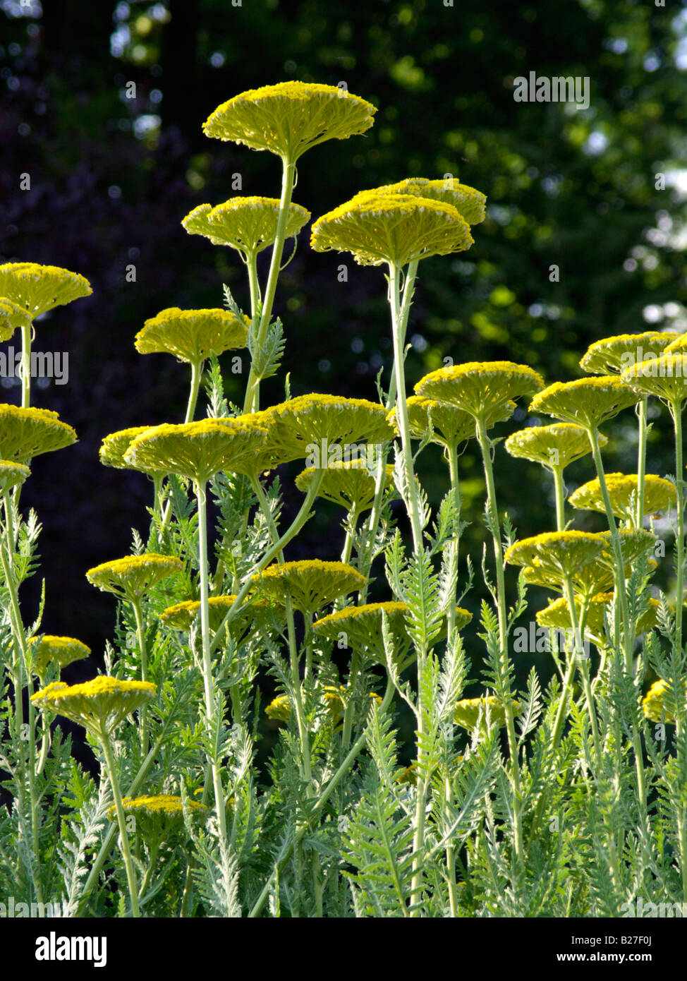 Fernleaf yarrow (Achillea filipendulina 'Gold Plate' Stock Photo - Alamy