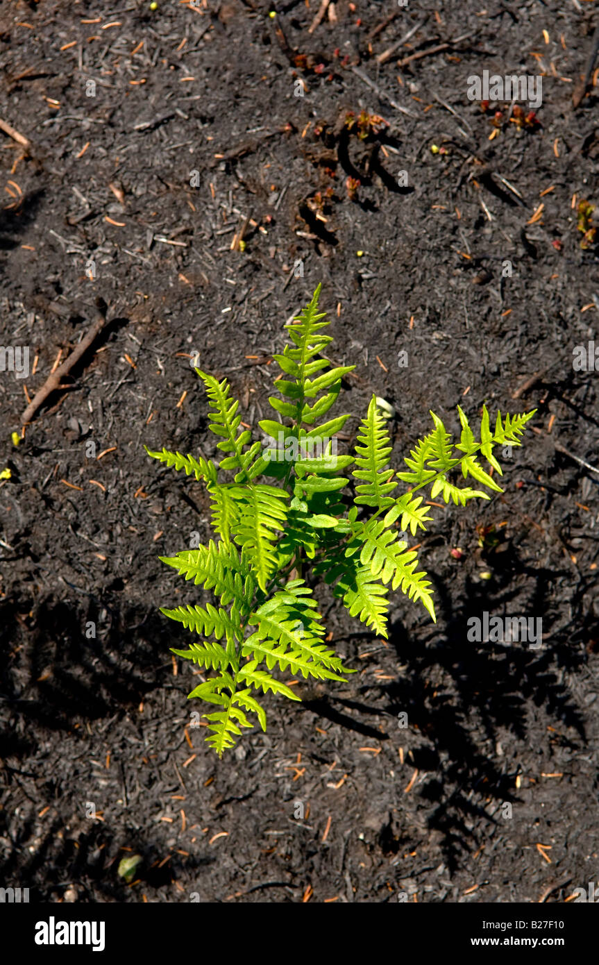 New fern growth in the forest after the fire Stock Photo - Alamy
