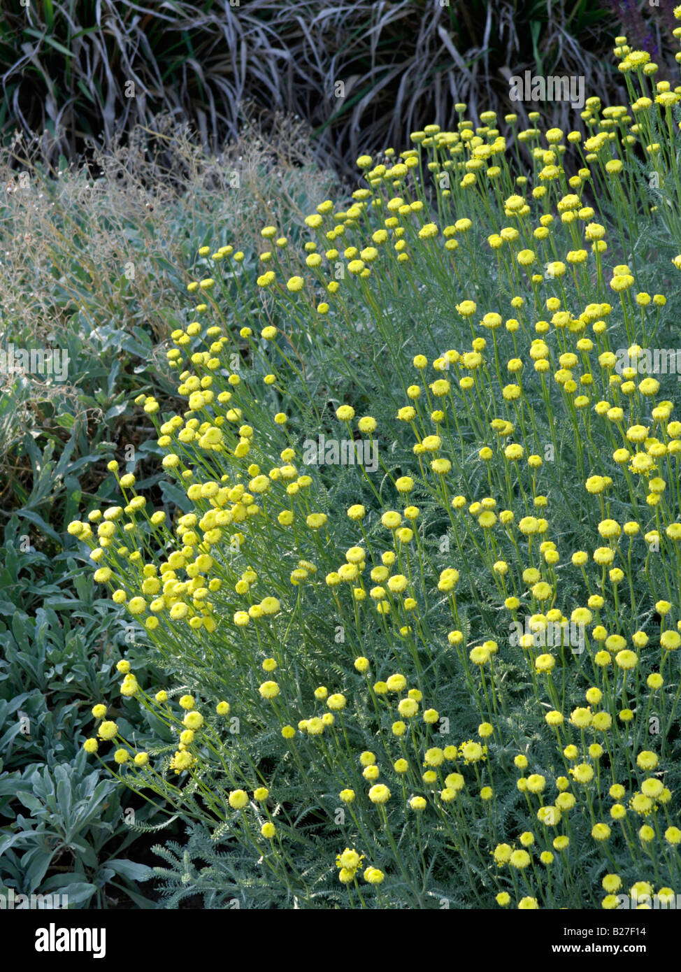Santolina chamaecyparissus hi-res stock photography and images - Alamy