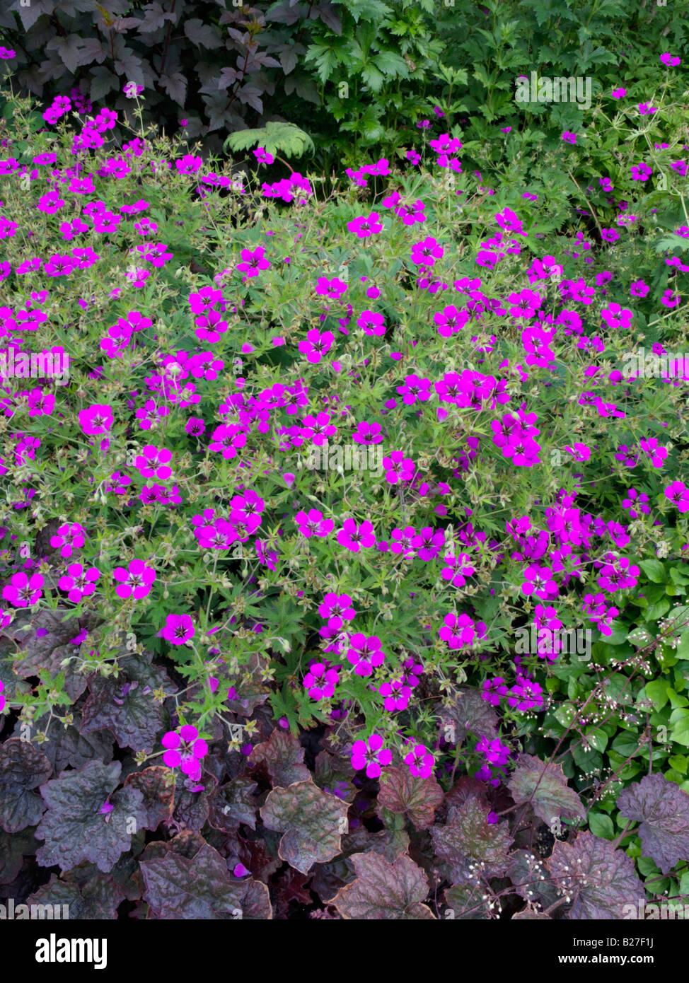 Armenian cranesbill (Geranium psilostemon Stock Photo - Alamy