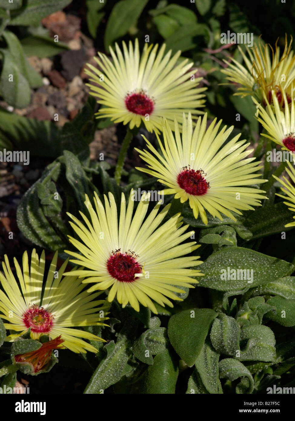 Bellidiformis hi-res stock photography and images - Alamy