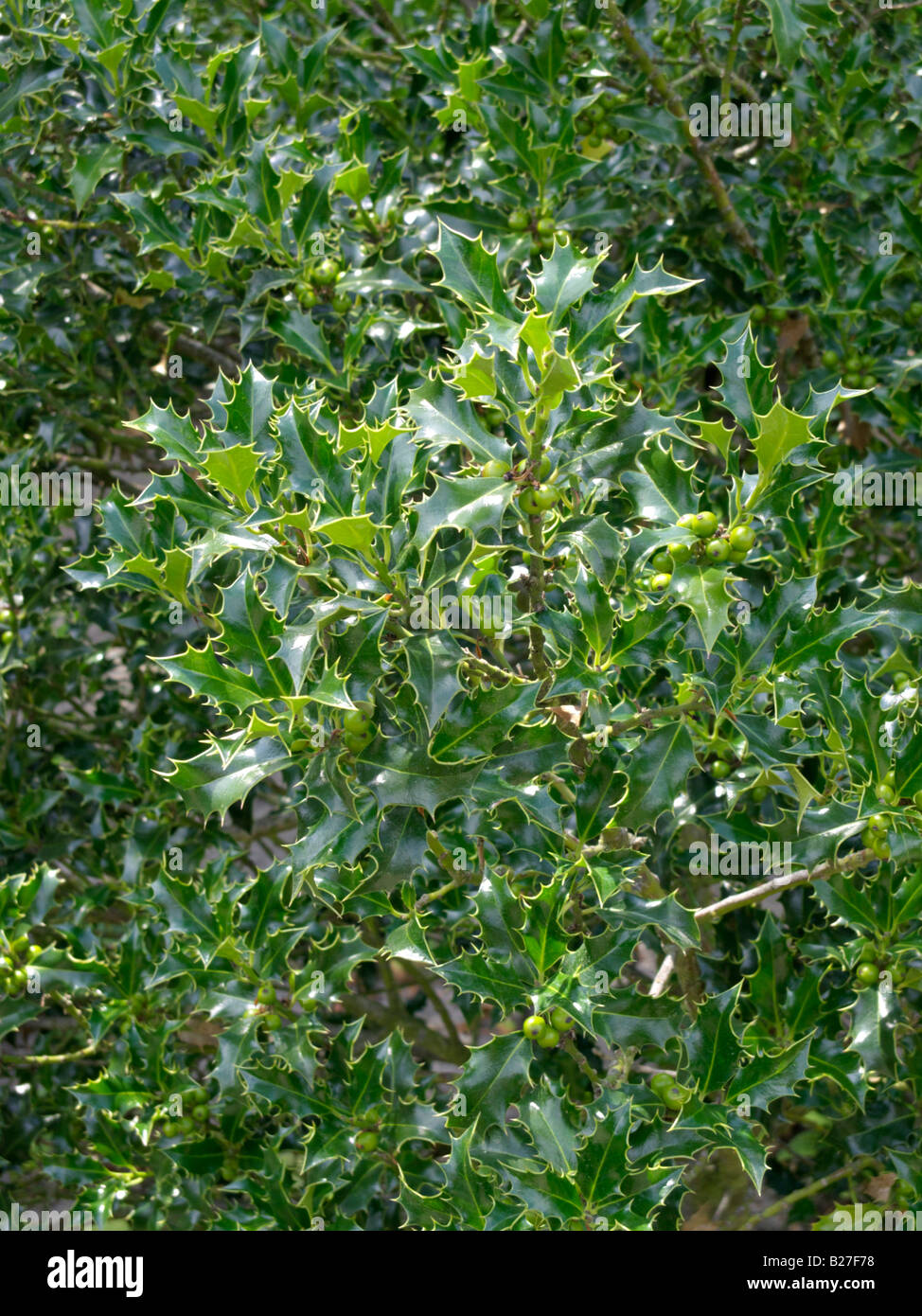 Common holly (Ilex aquifolium Stock Photo - Alamy