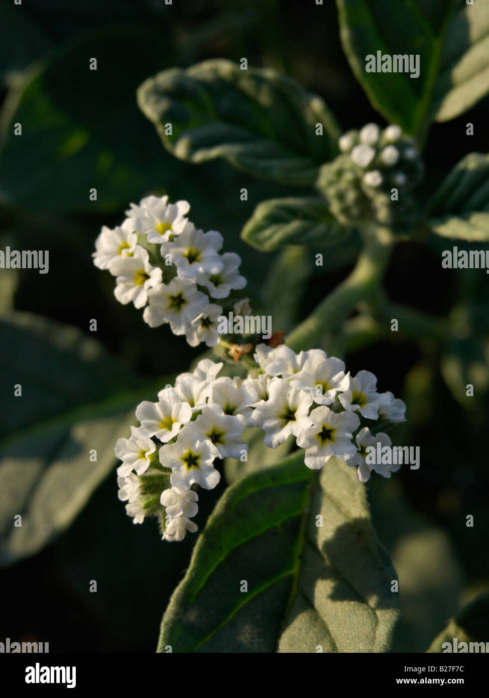 Common heliotrope (Heliotropium europaeum Stock Photo - Alamy