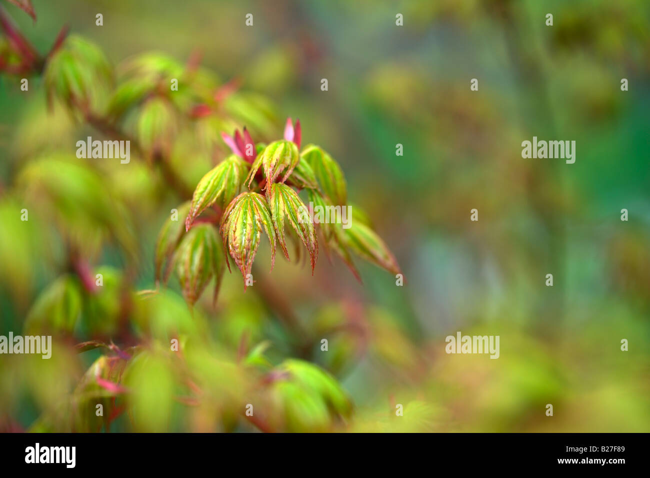 Acer palmatum leaves hi-res stock photography and images - Alamy