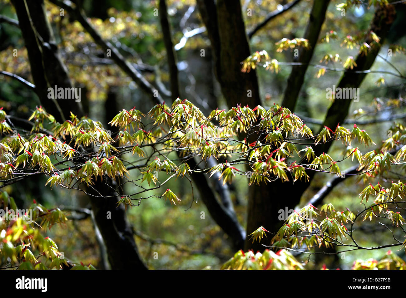 Acer palmatum leaves early spring growth Stock Photo - Alamy