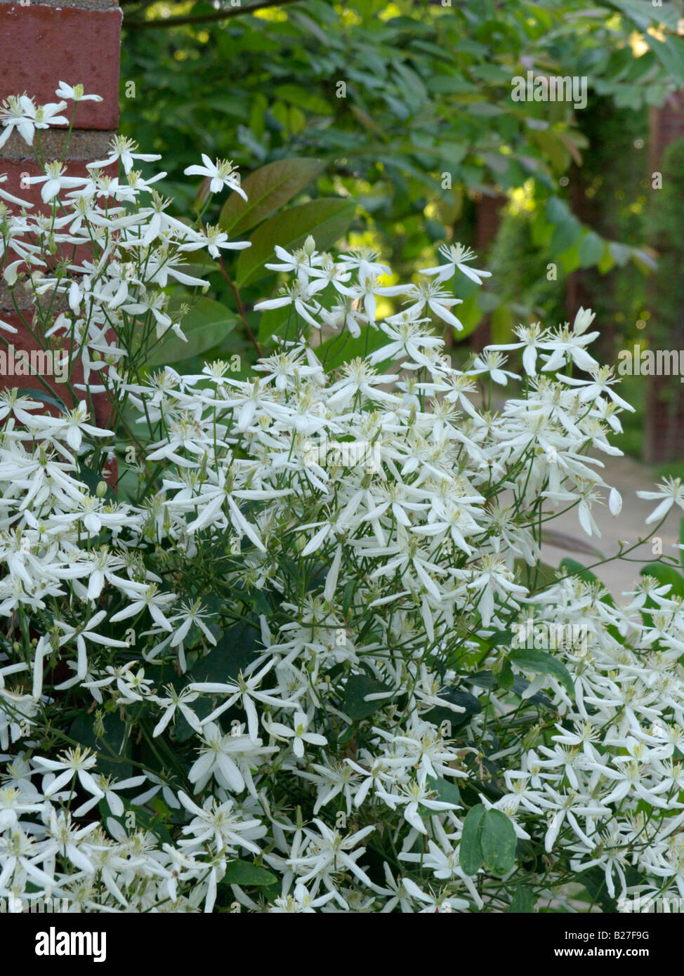 Sweet autumn clematis (Clematis terniflora var. mandshurica Stock Photo ...