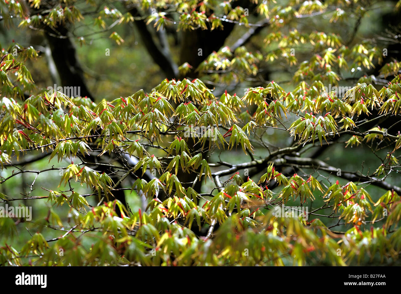 Acer palmatum leaves hi-res stock photography and images - Alamy