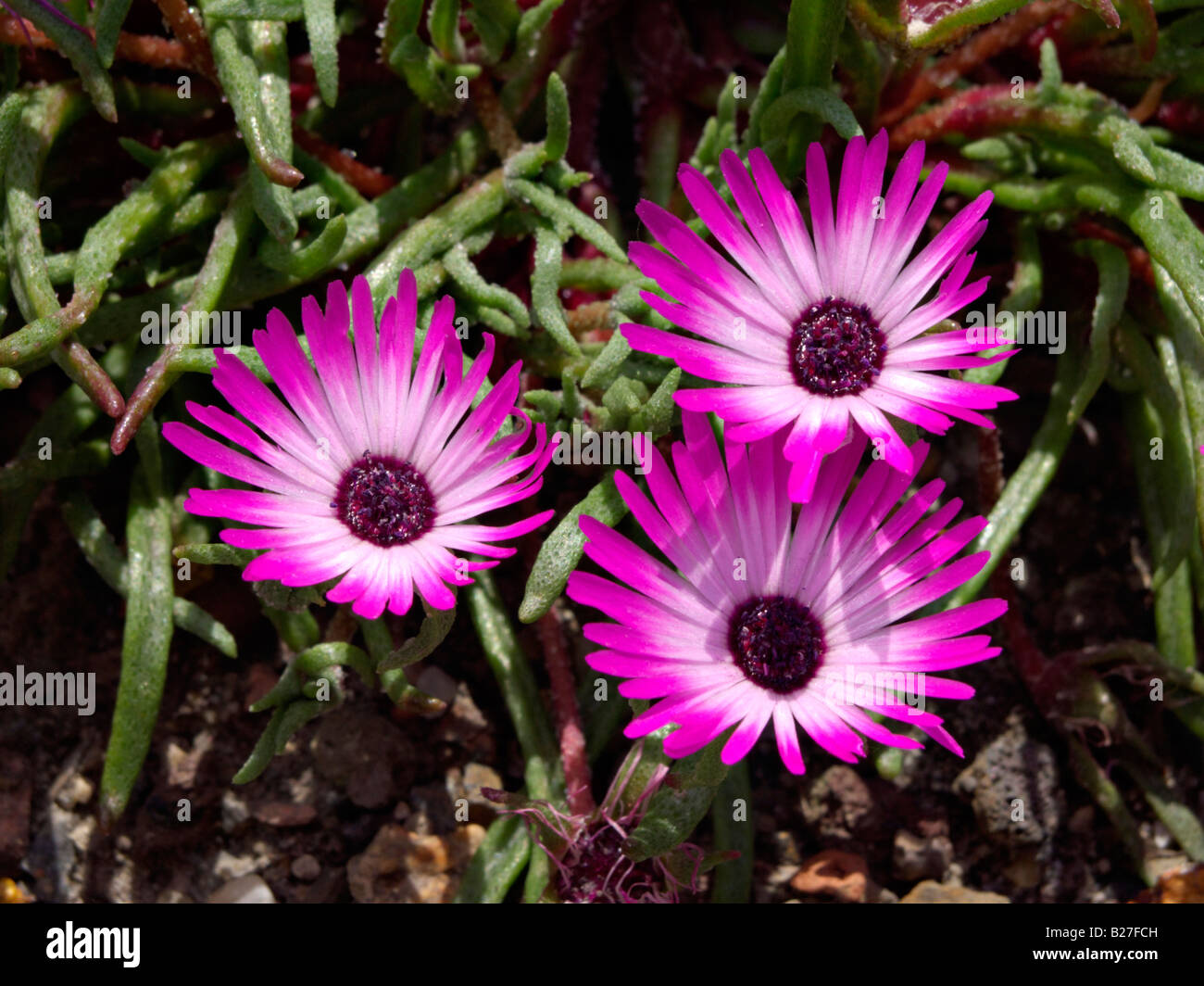 Dorotheanthus hi-res stock photography and images - Alamy
