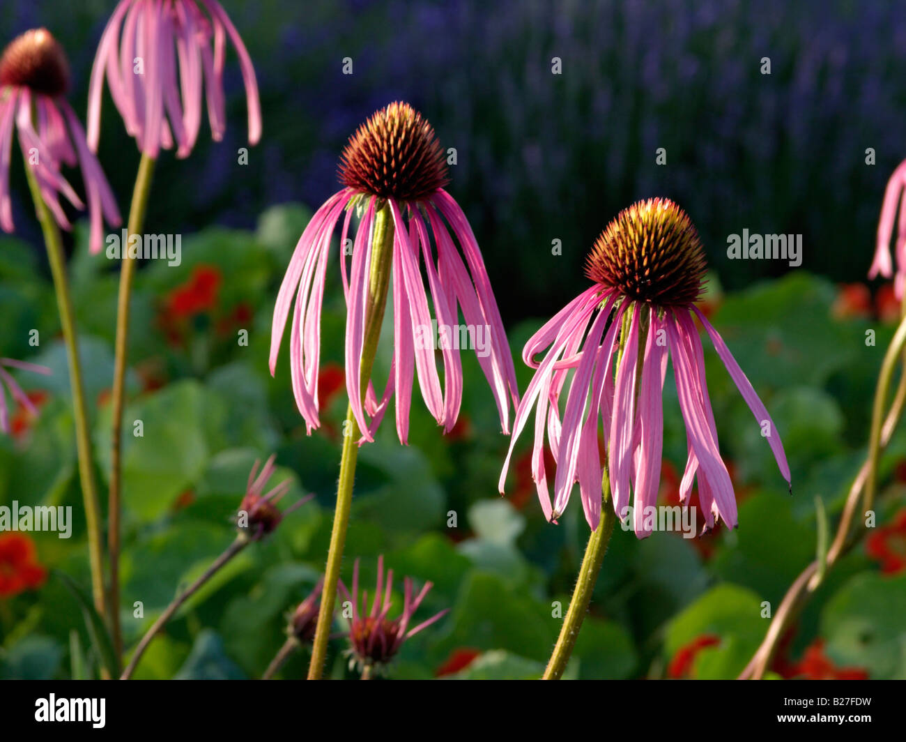 Pale flower hi-res stock photography and images - Alamy