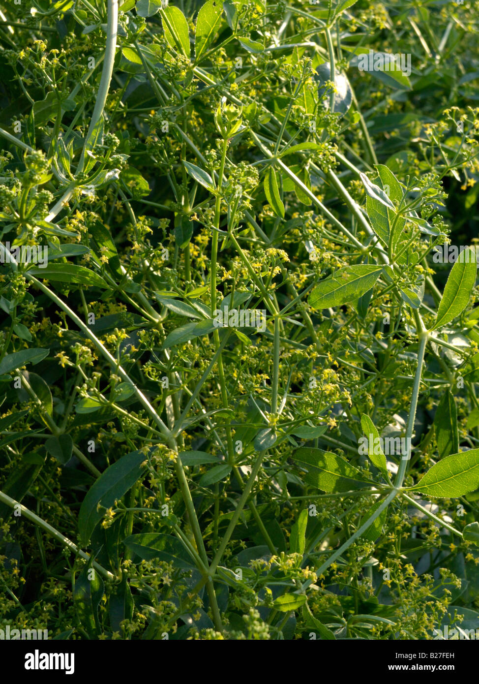 Madder (Rubia tinctoria Stock Photo - Alamy