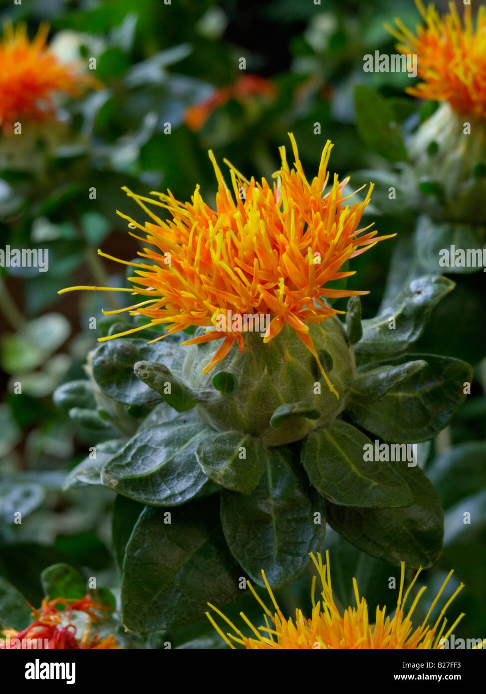 Safflower (Carthamus tinctorius Stock Photo - Alamy